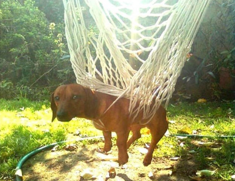 Acute Coronary Syndrome (ACS) – Pathophys – CARDS RX (explained)