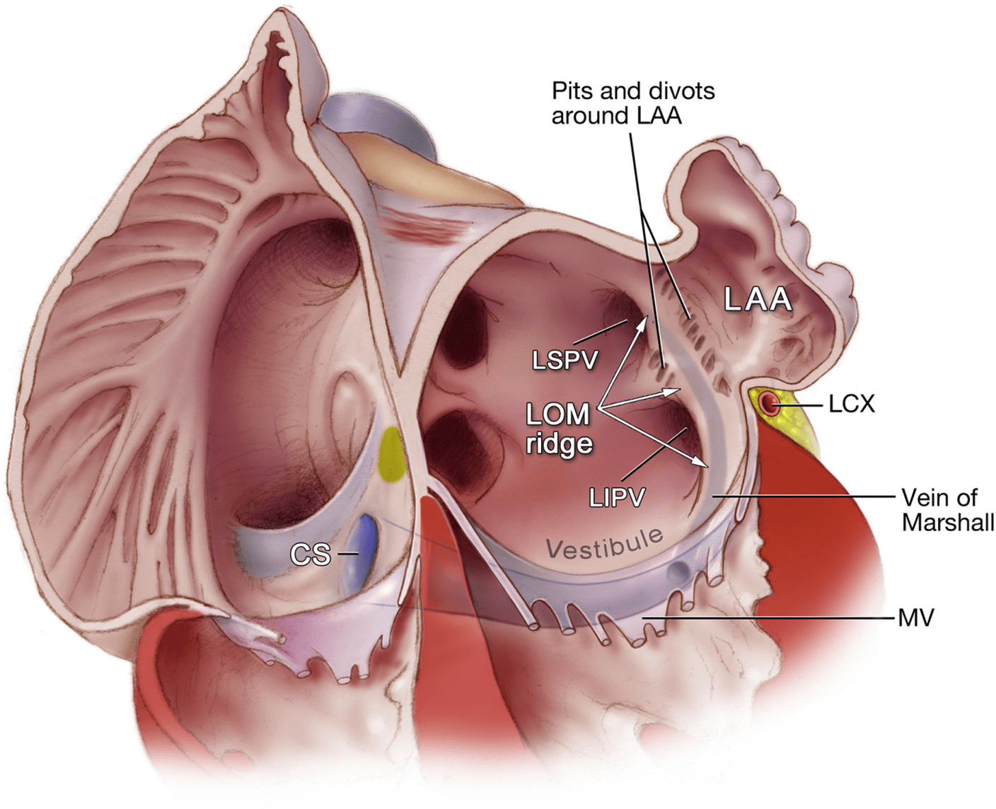 Atrial Fibrillation: Overview – CARDS RX (explained)