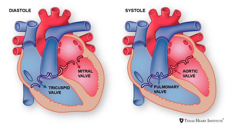 Valvular Heart Disease Part 1: The Basics of Valves and Valvular Dx ...